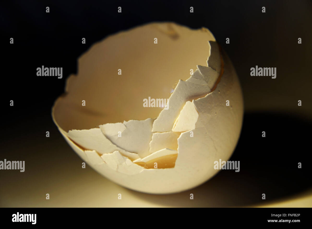 Broken egg shells lying on a white paper plate Stock Photo - Alamy