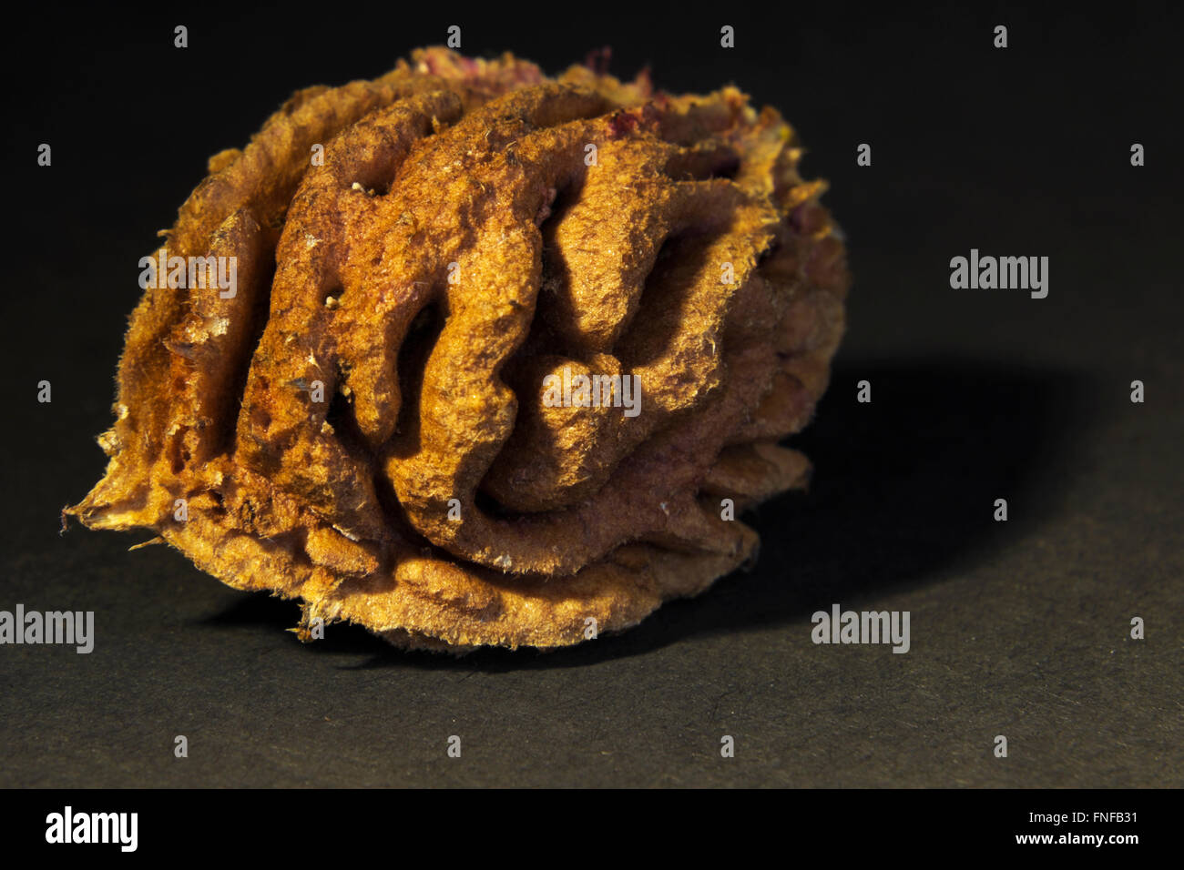 Dark peach hi-res stock photography and images - Alamy
