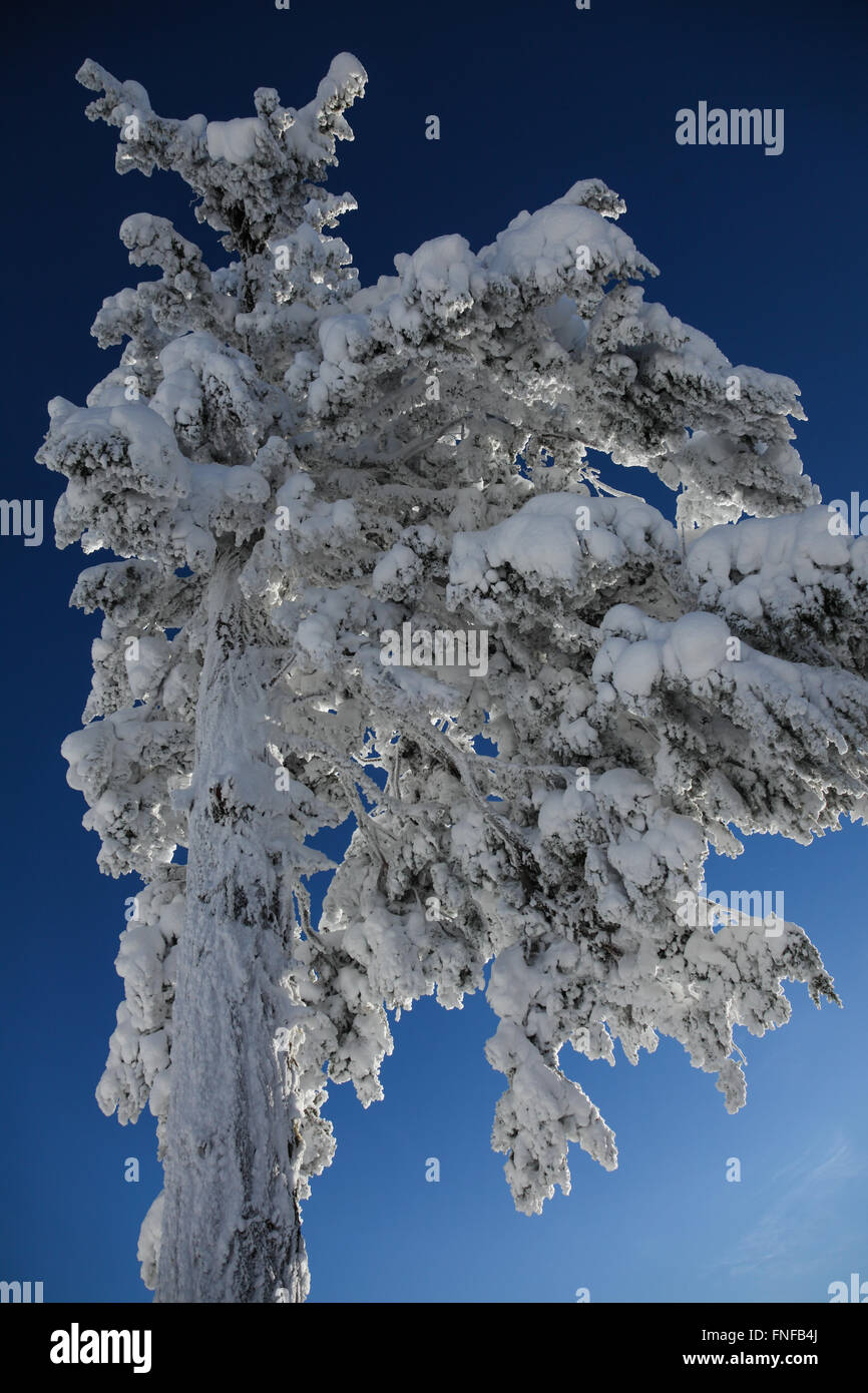 Mount washington alpine resort hi-res stock photography and images - Alamy
