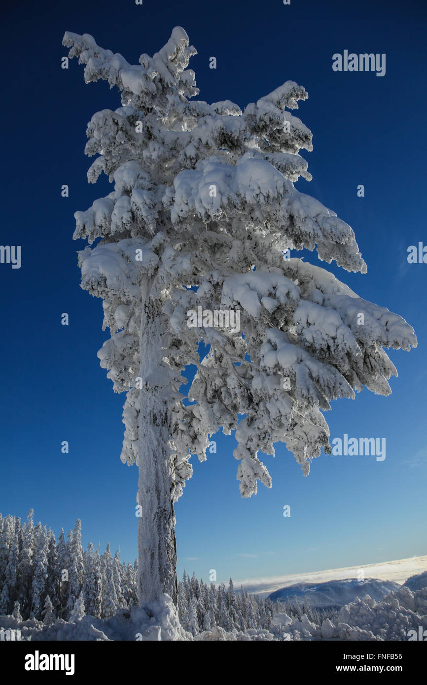 Mount washington alpine resort hi-res stock photography and images - Alamy