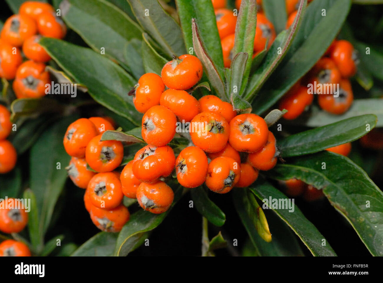 Cotoneaster fruits in El Putget park, Barcelona, Catalonia, Spain Stock ...