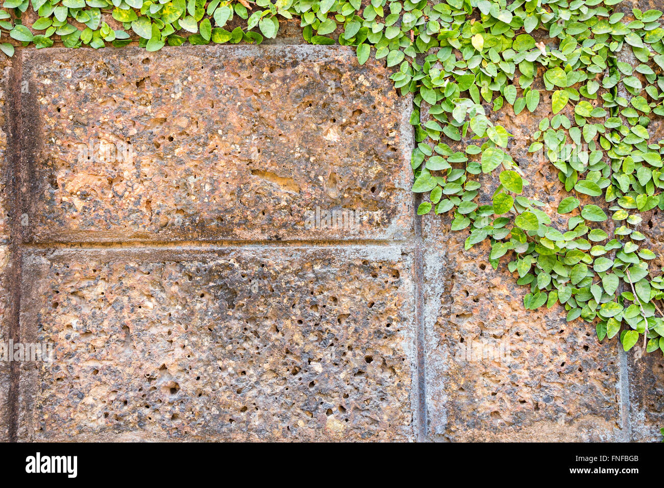 Creeper Plant On Concrete Wall High Resolution Stock Photography and ...
