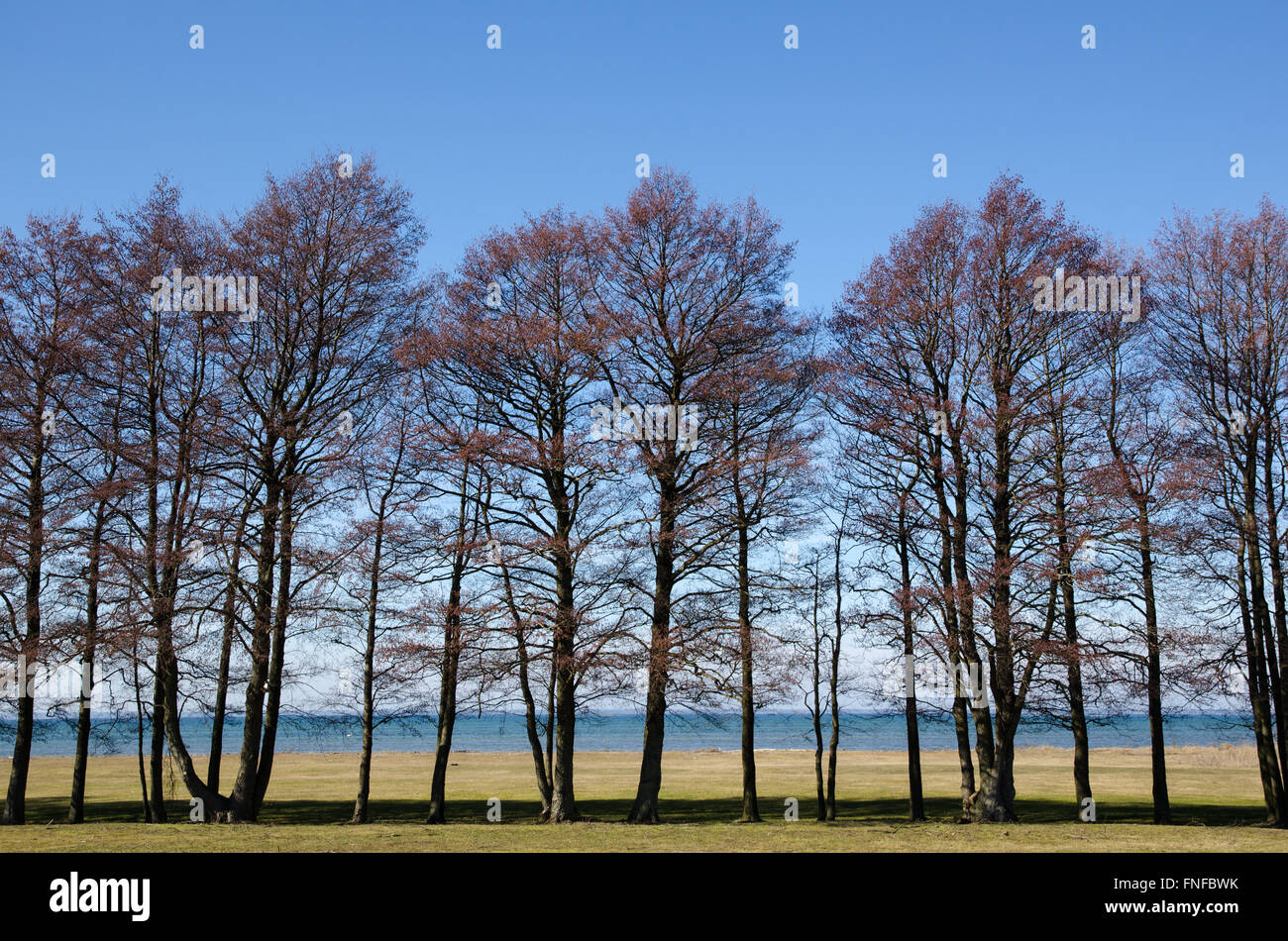 Alder Trees Stock Photos & Alder Trees Stock Images - Alamy