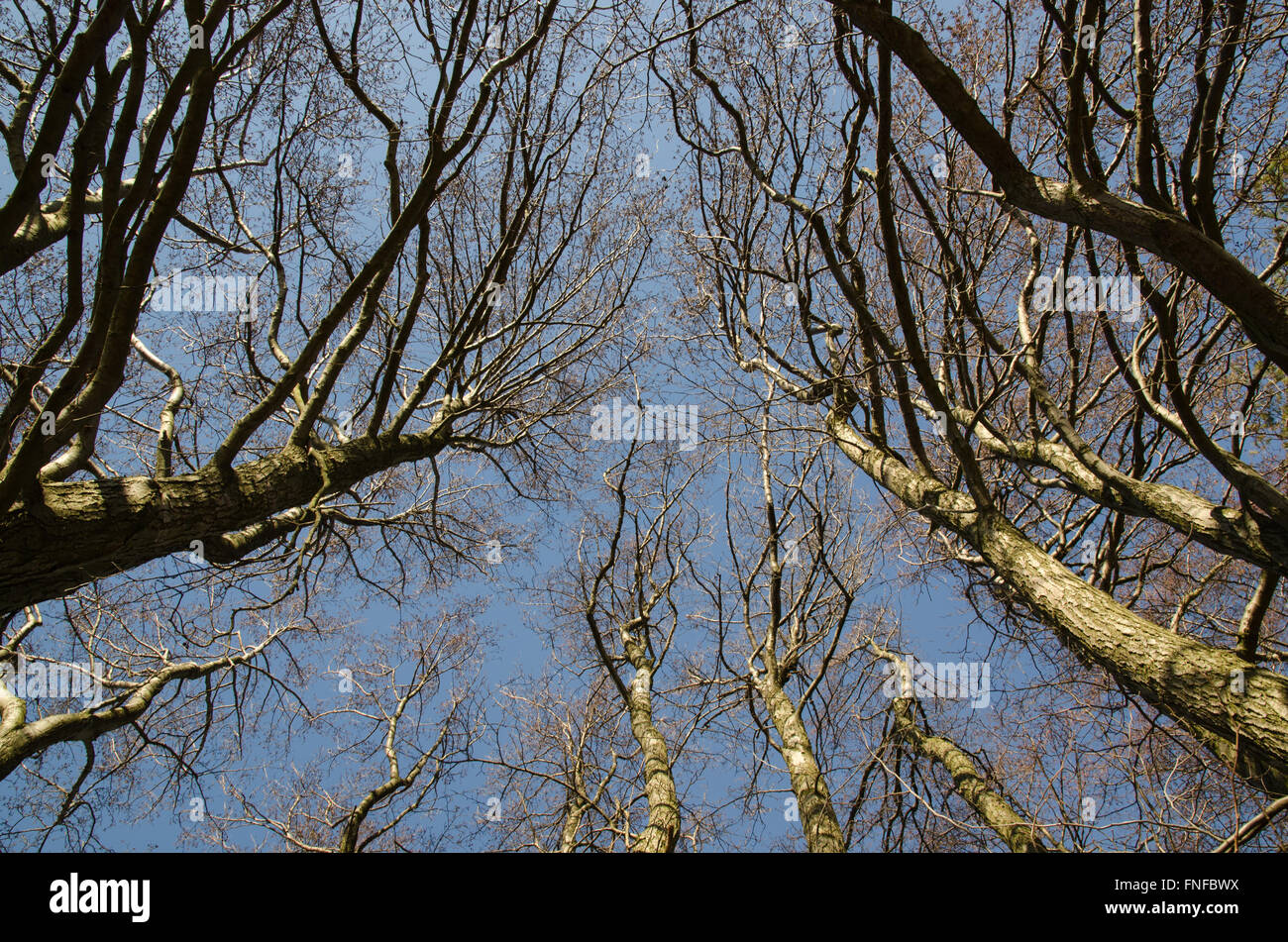 View up to the sky among tall alder trees Stock Photo - Alamy