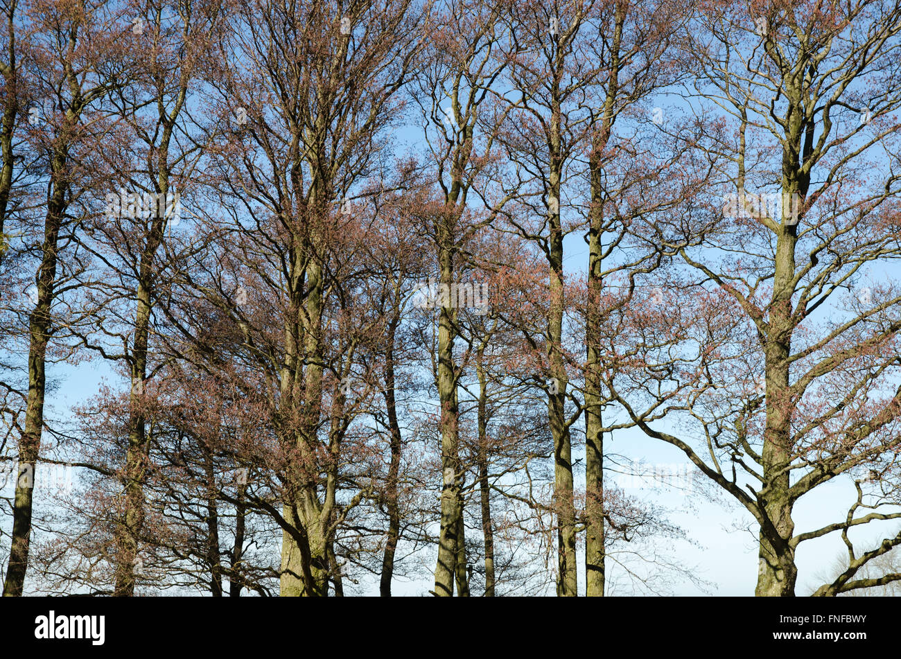 Bare alder trees in a small forest by a blue sky Stock Photo - Alamy