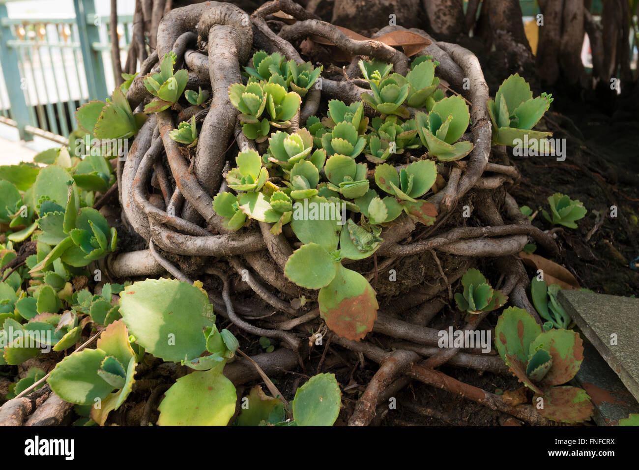 Plant in the roots Stock Photo - Alamy