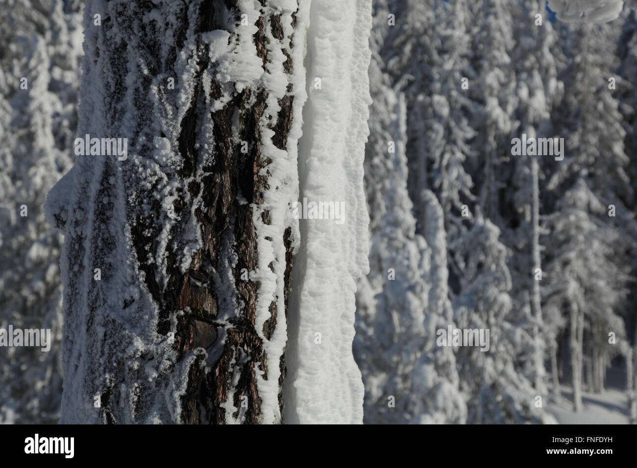 Mount washington alpine resort hi-res stock photography and images - Alamy
