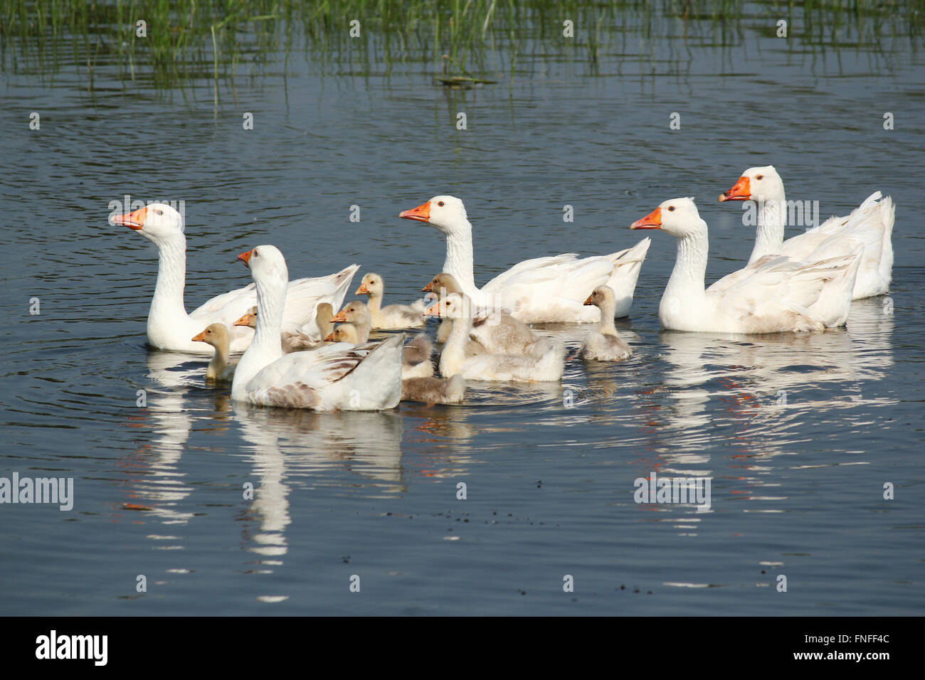 Flock of white geese swim hi-res stock photography and images - Alamy