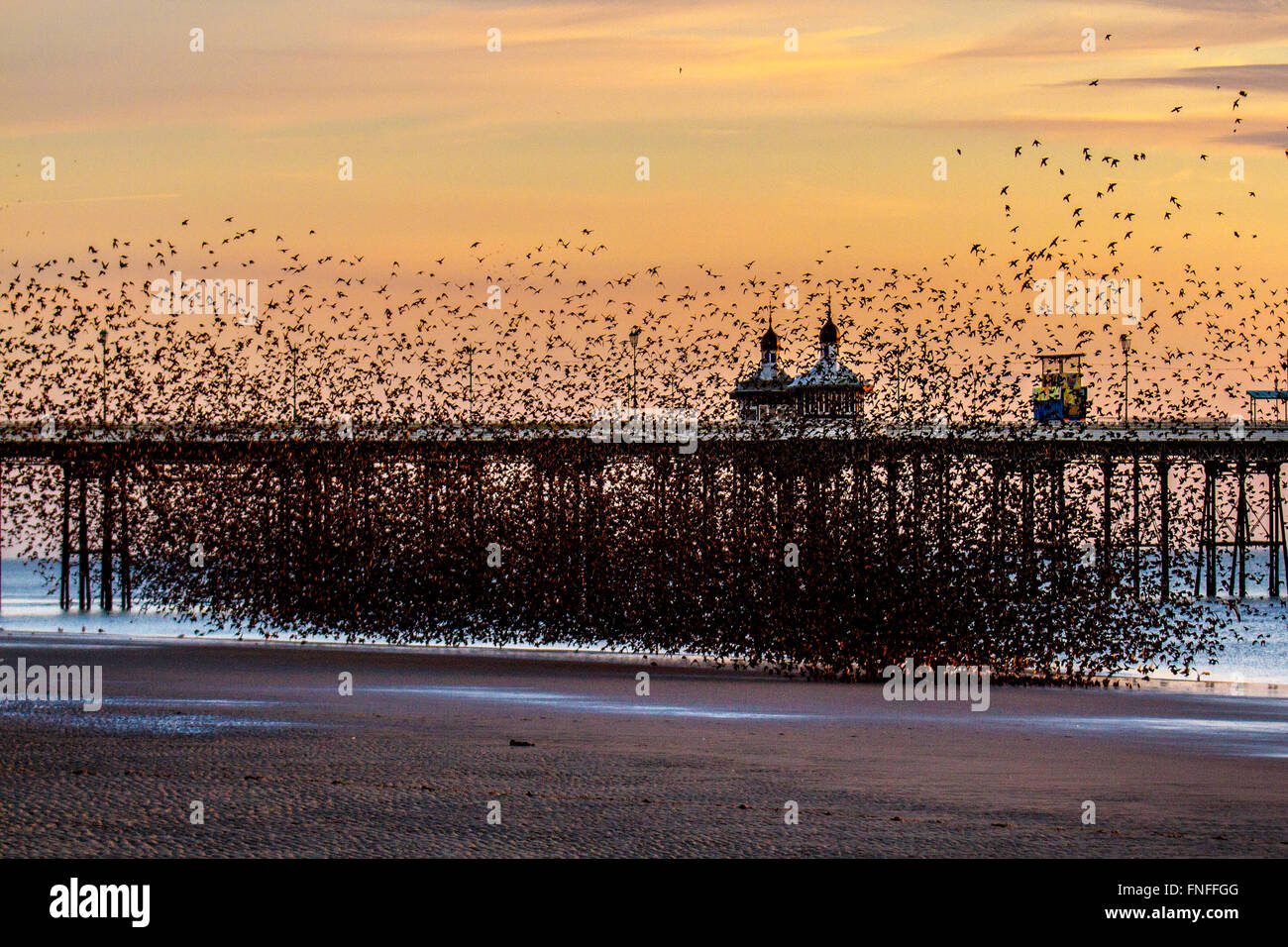 Birds in Flight, flying in the clouds flocks of Starlings at Blackpool ...