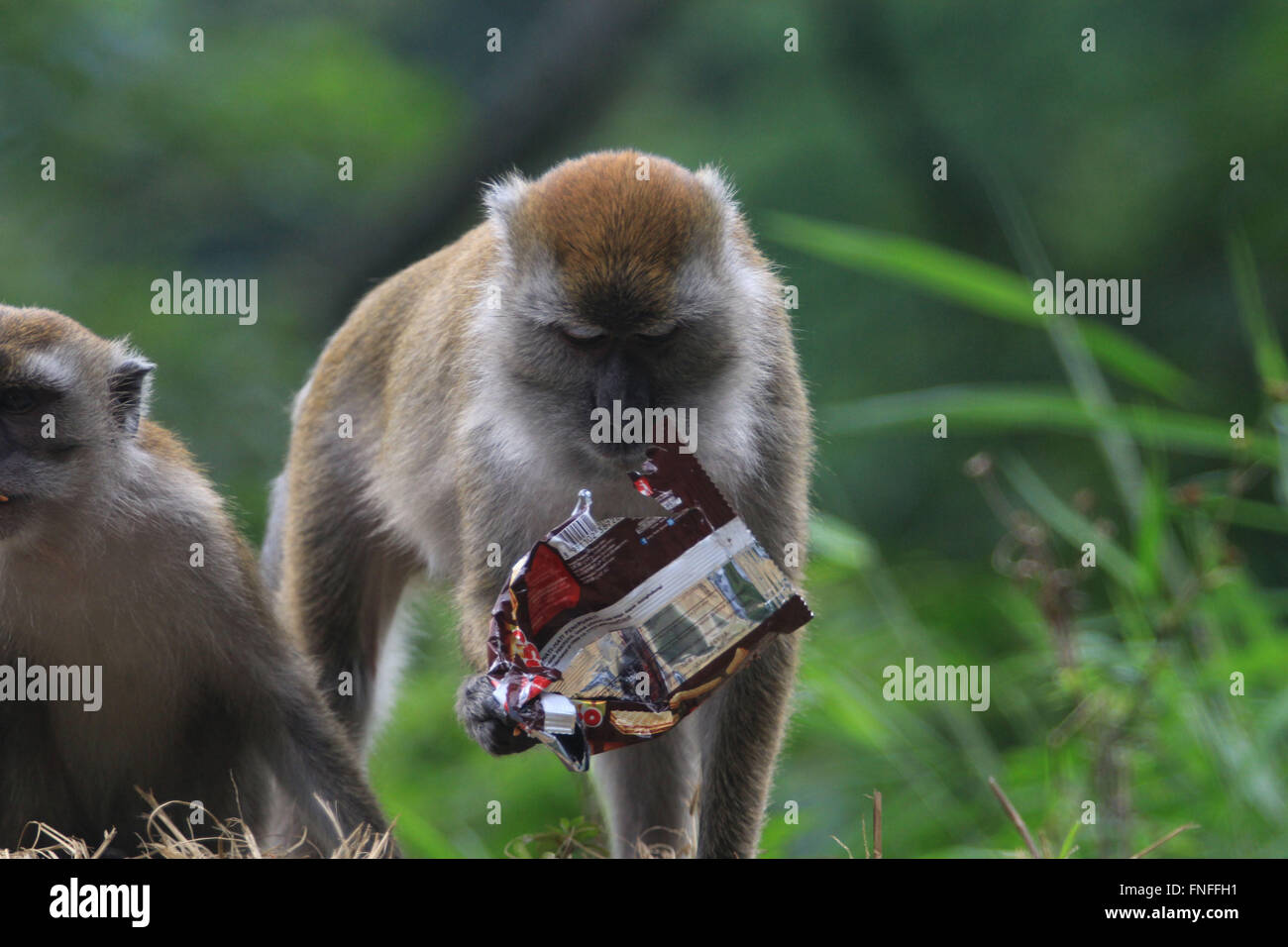 Monkey stealing food hi-res stock photography and images - Alamy
