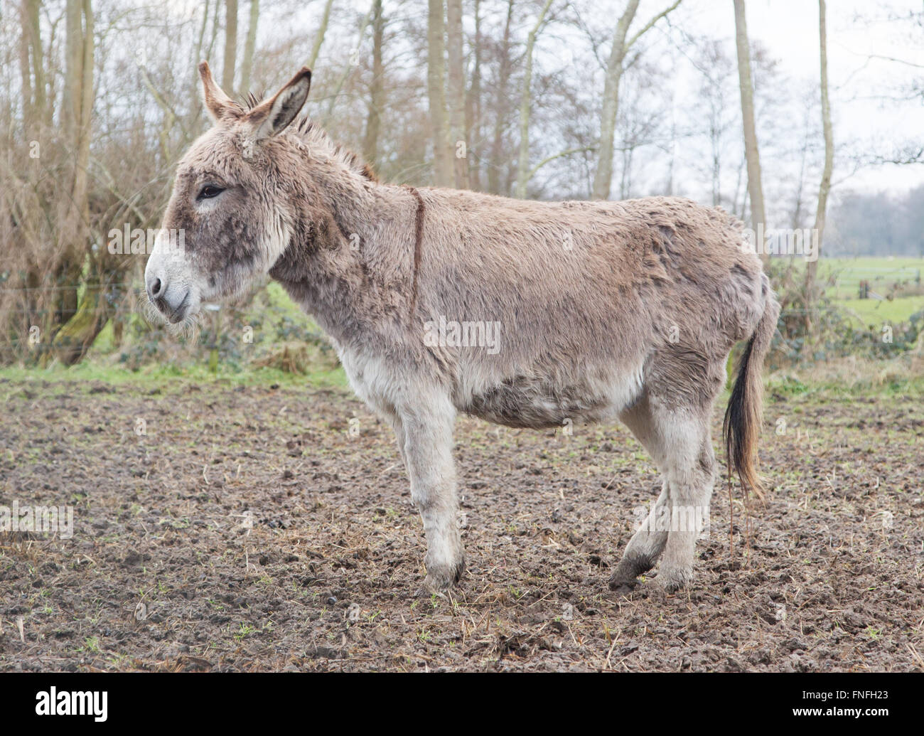 Donkey in the field a wet day Stock Photo - Alamy