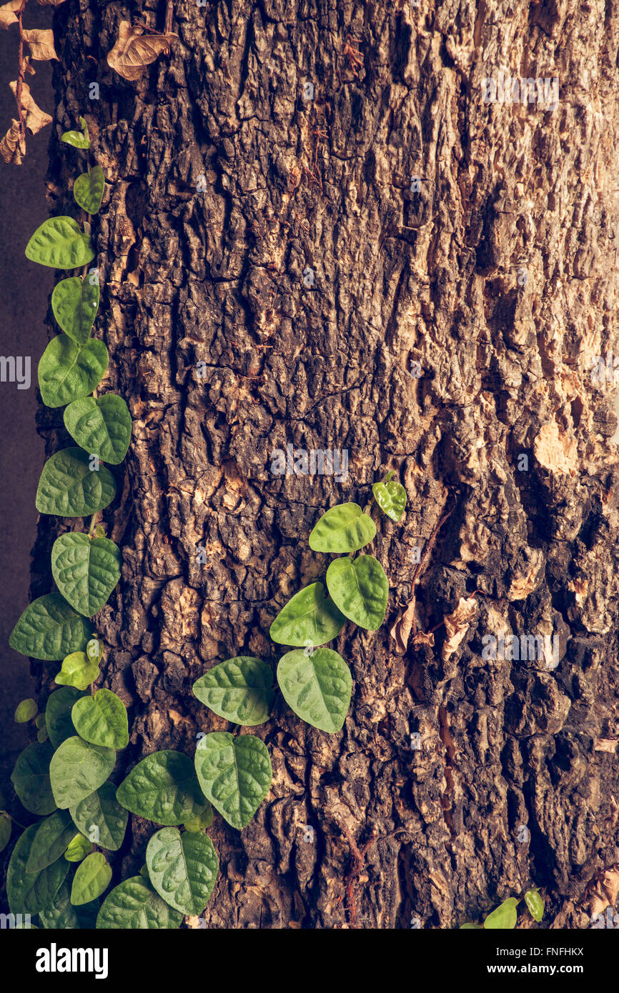 plant climber bark Stock Photo - Alamy