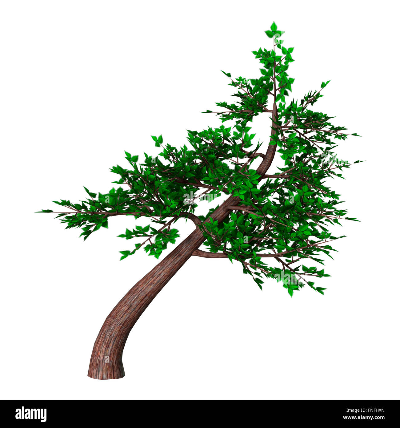 Digital render of a green bonsai tree isolated on white background ...