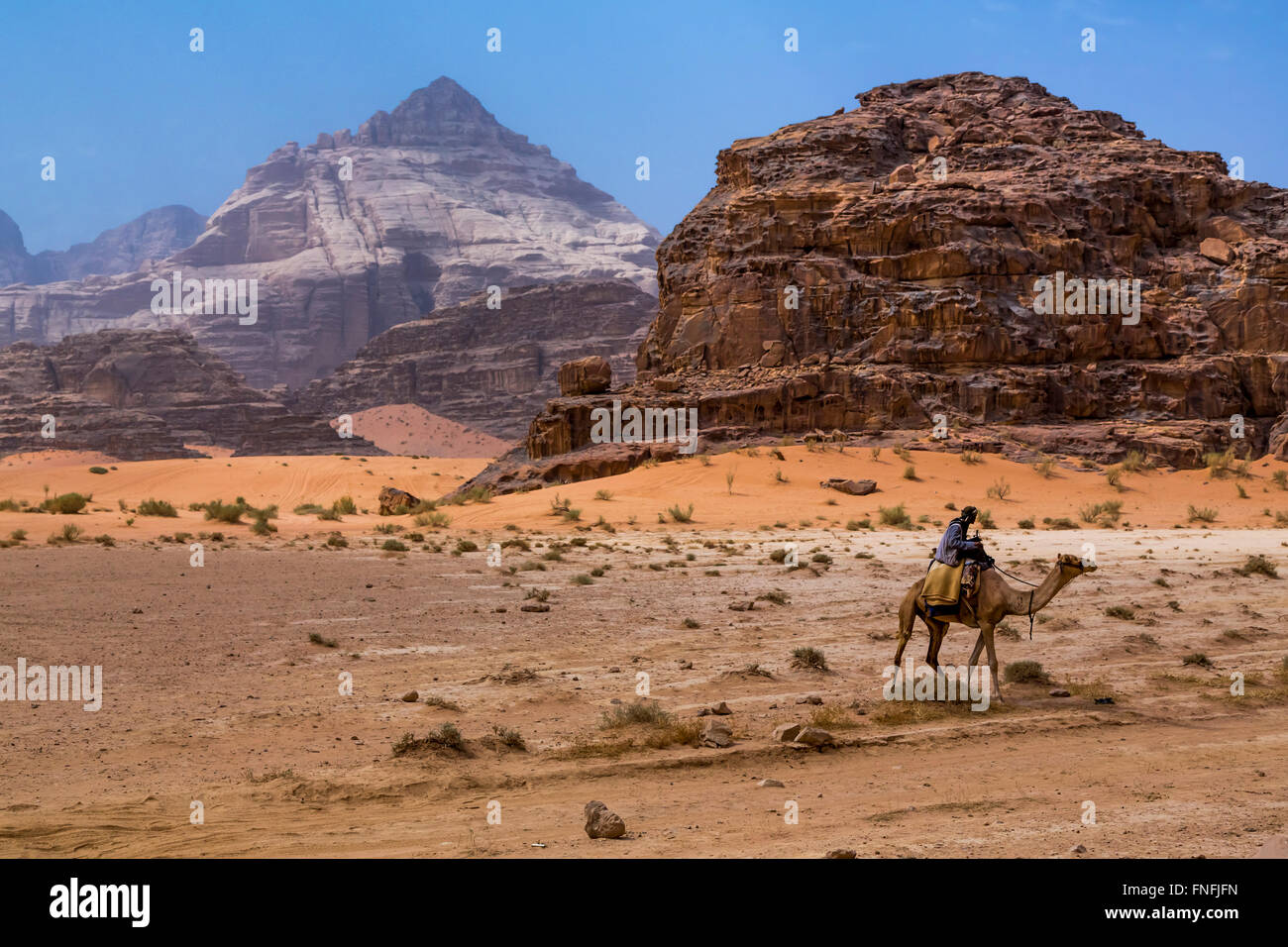 Camels in the Wadi Rum desert of southern Hashemite Kingdom of Jordan ...