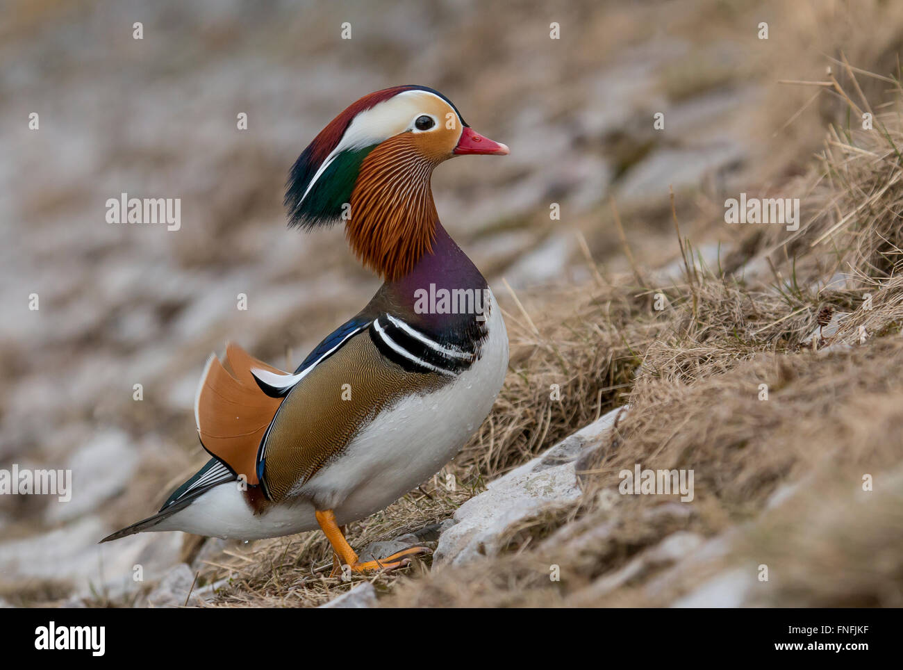 Mandarin duck uk hi-res stock photography and images - Alamy