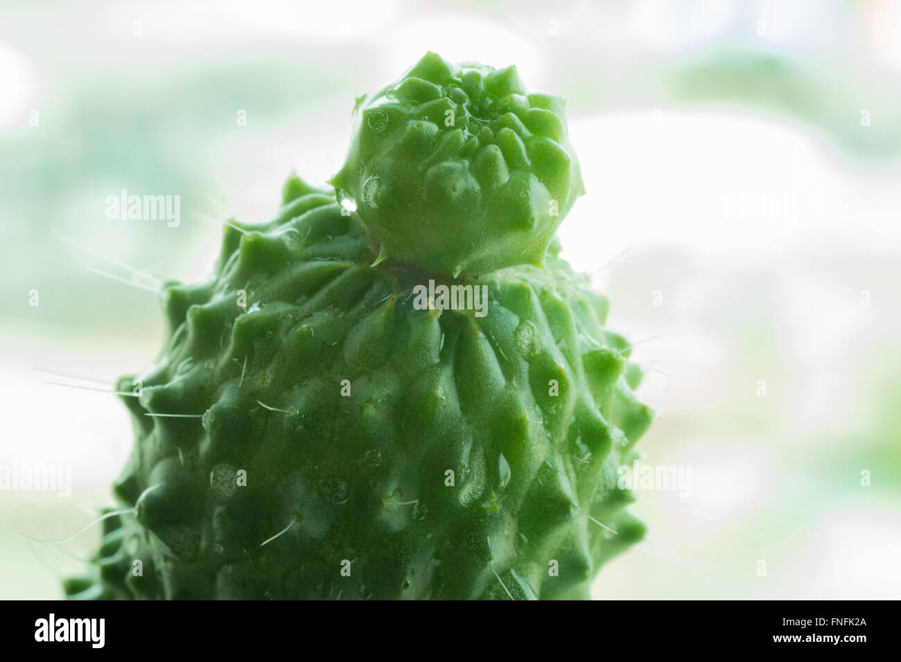 Green cactus hi-res stock photography and images - Alamy