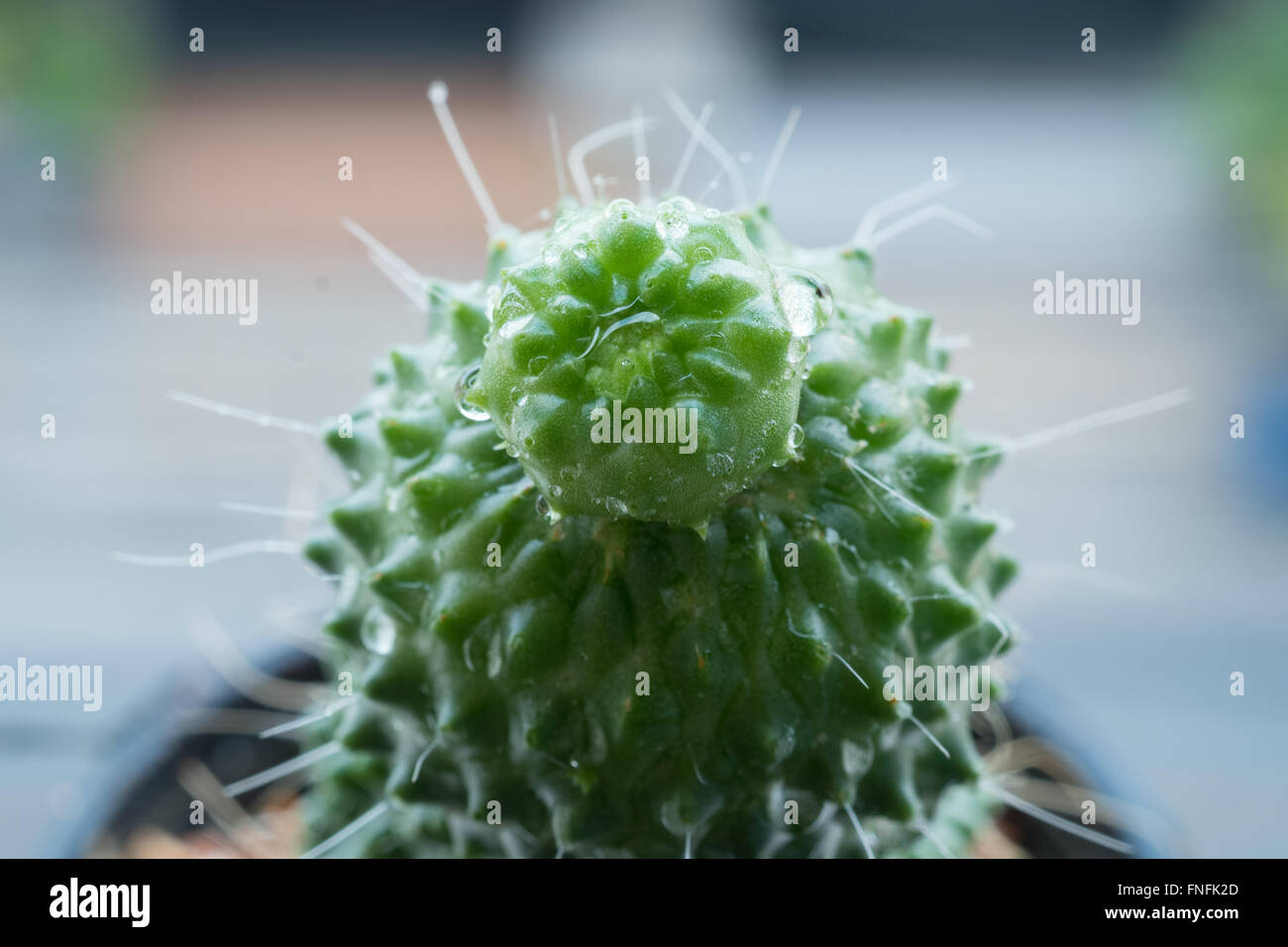 Green cactus hi-res stock photography and images - Alamy