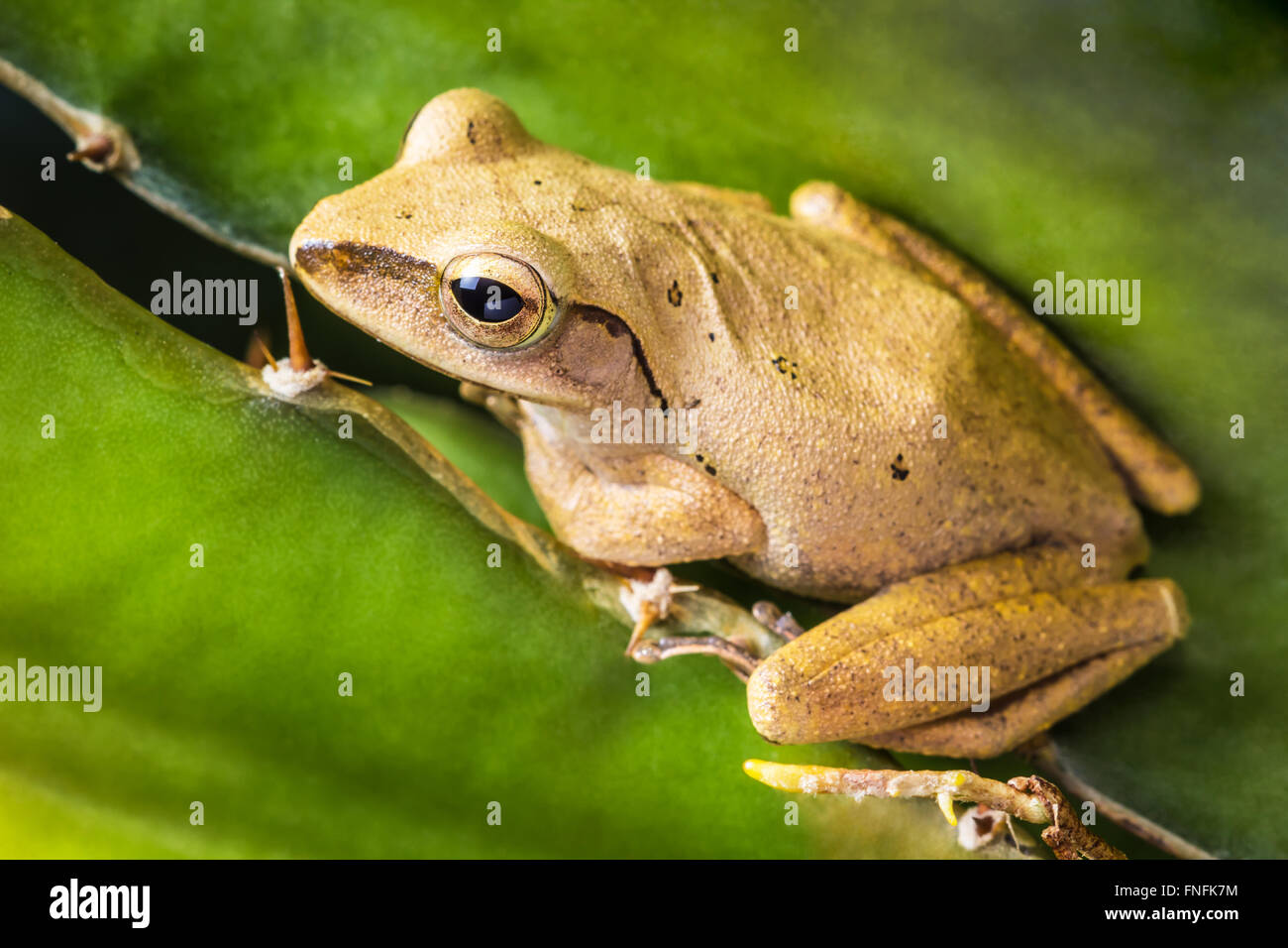 Close up shot Thai small frog on branches, Selective focus on eye Stock ...