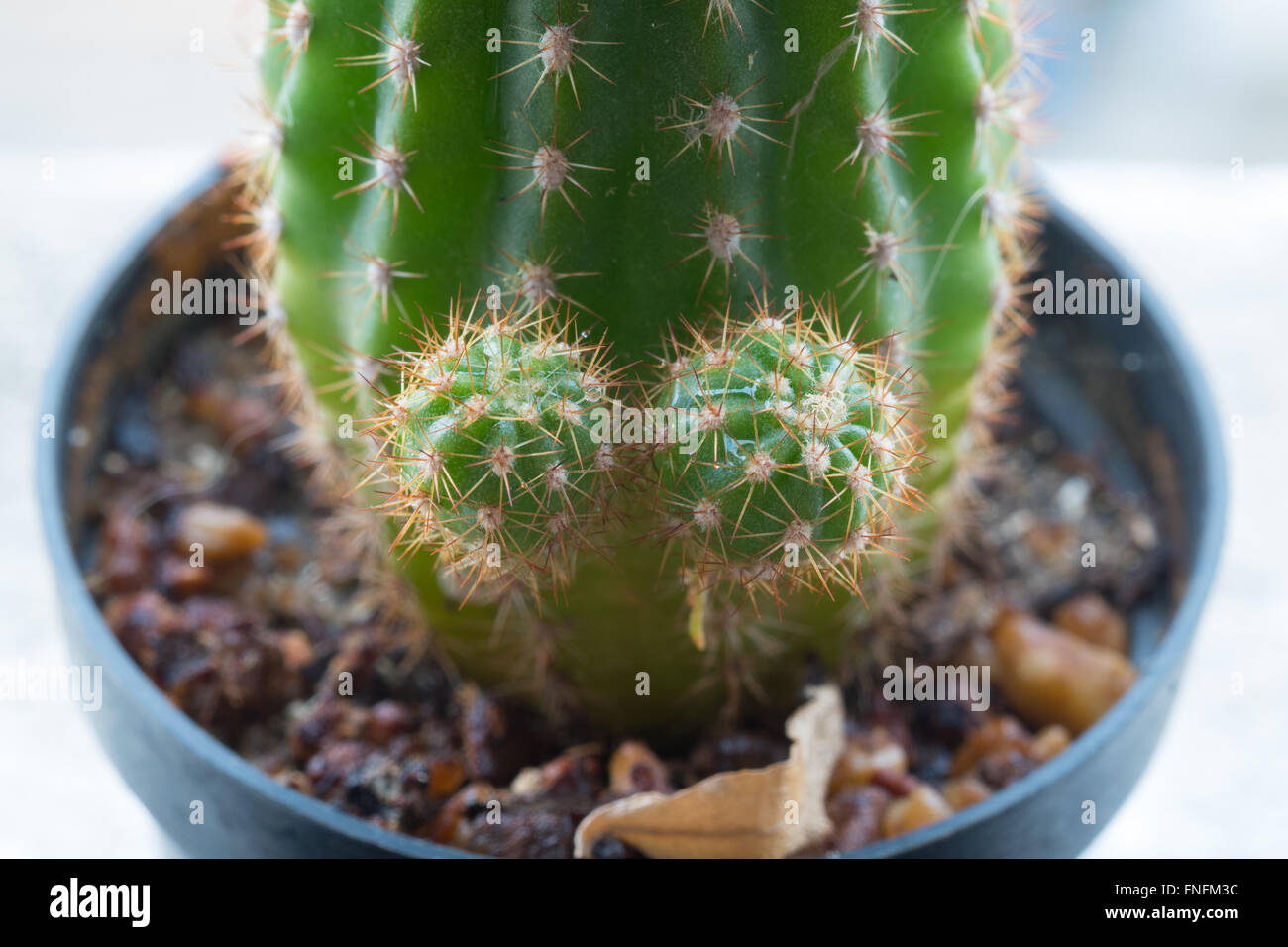 Green cactus hi-res stock photography and images - Alamy