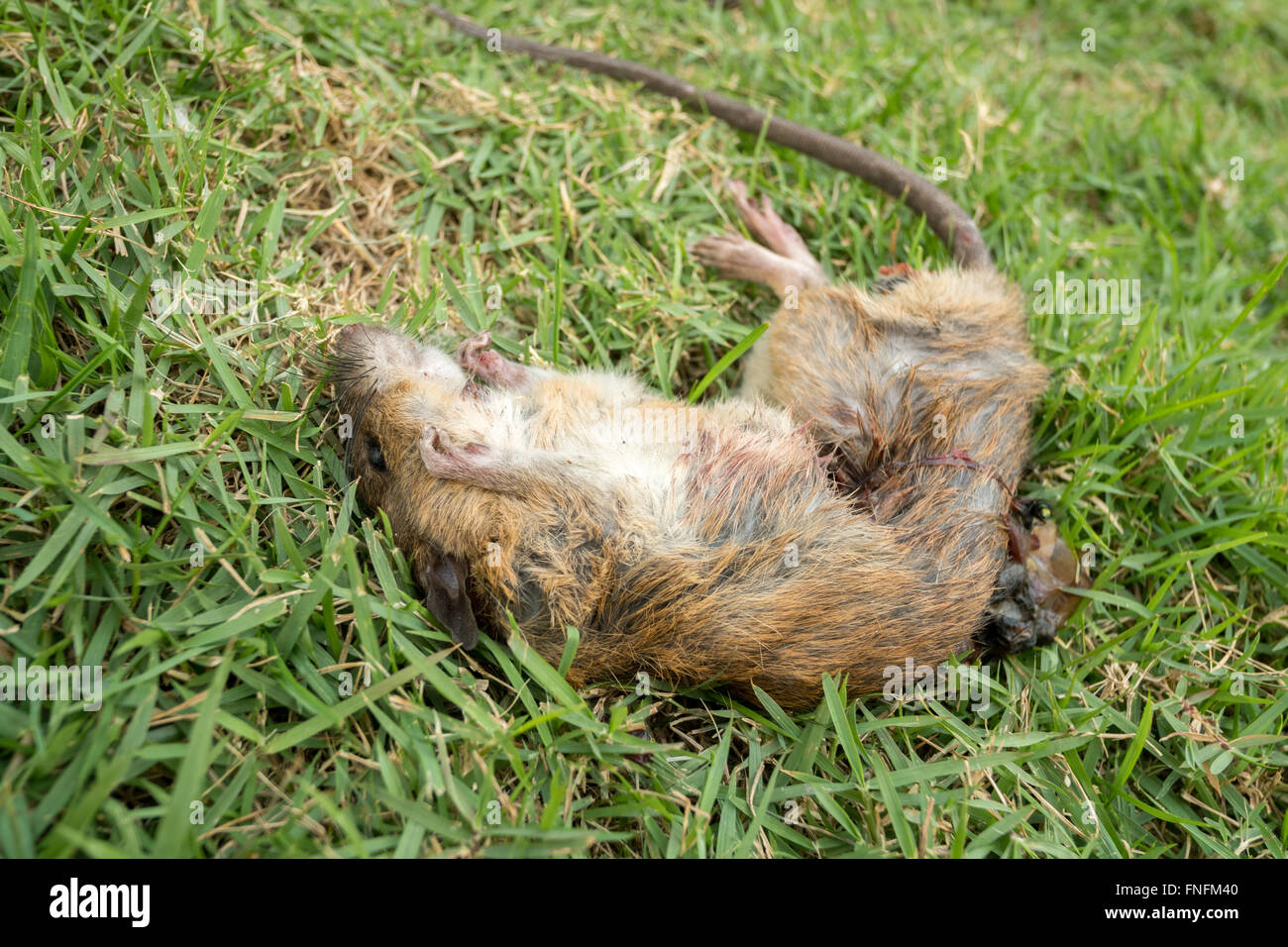 a dead rat on grass Stock Photo - Alamy
