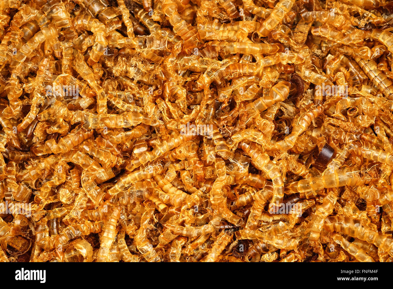Live dead bait hi-res stock photography and images - Alamy