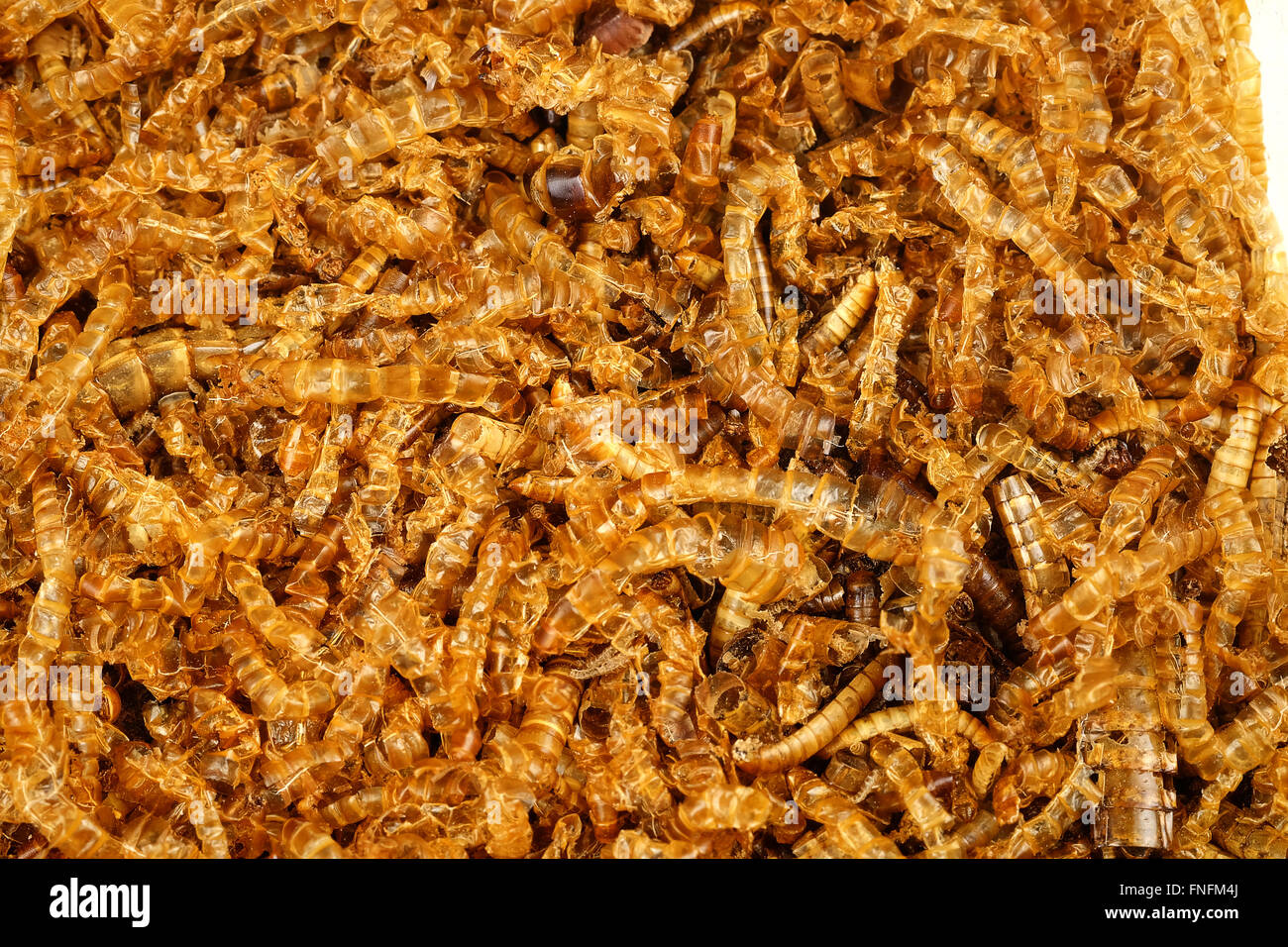 Dead caterpillar body hi-res stock photography and images - Alamy