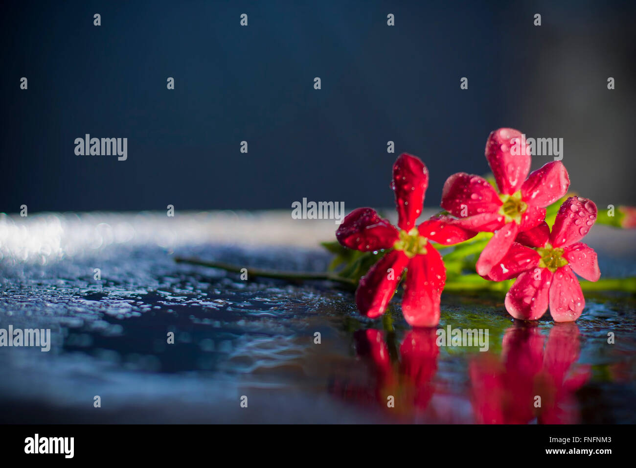 three red flower on wet table surface, with dark black background ...