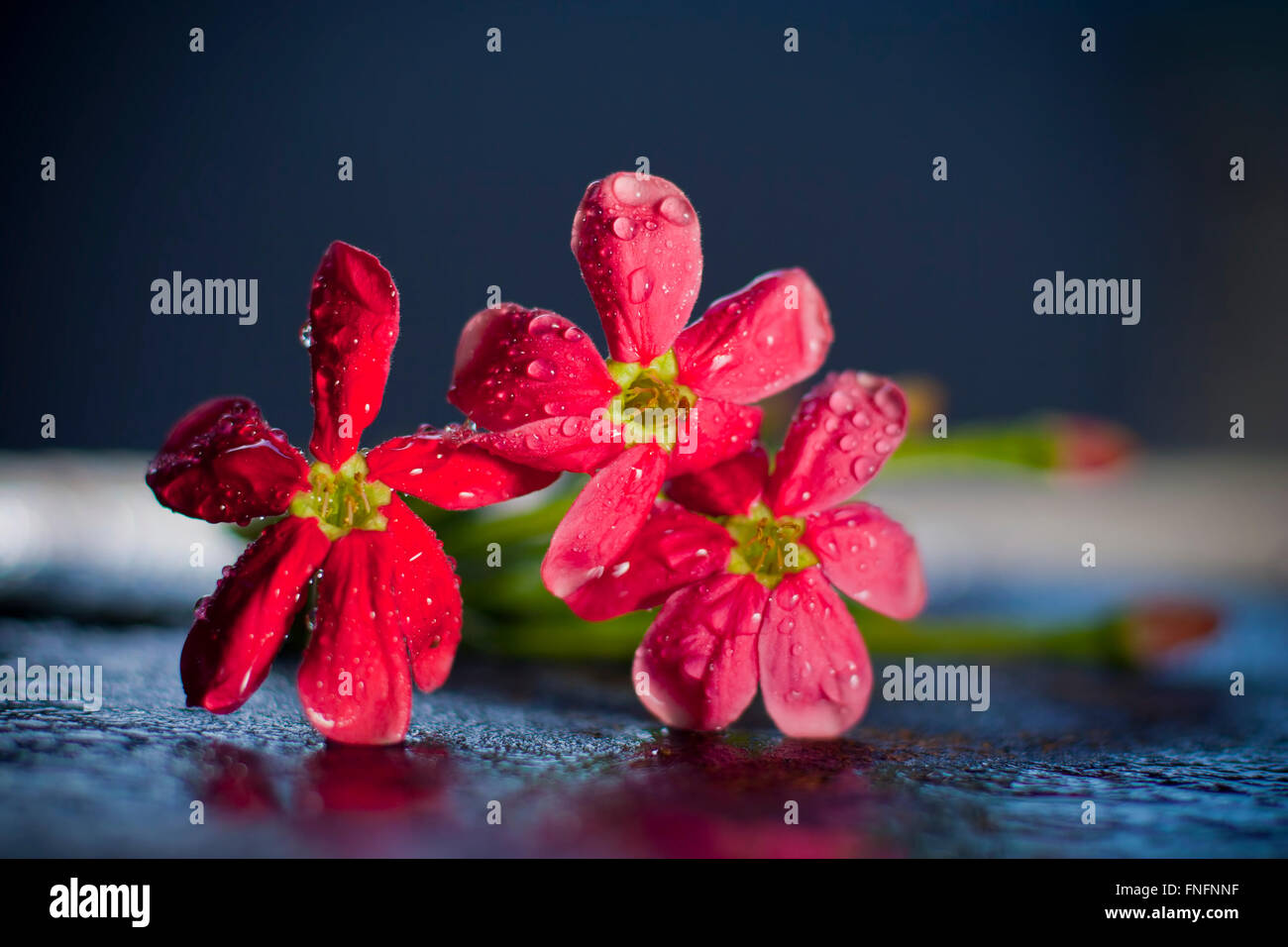 Fnfnnf hi-res stock photography and images - Alamy