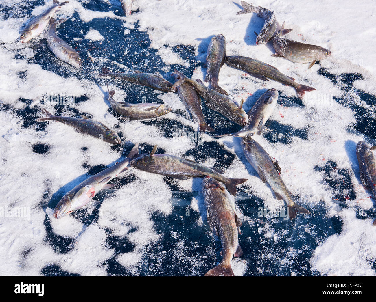 Grayling fish hi-res stock photography and images - Alamy