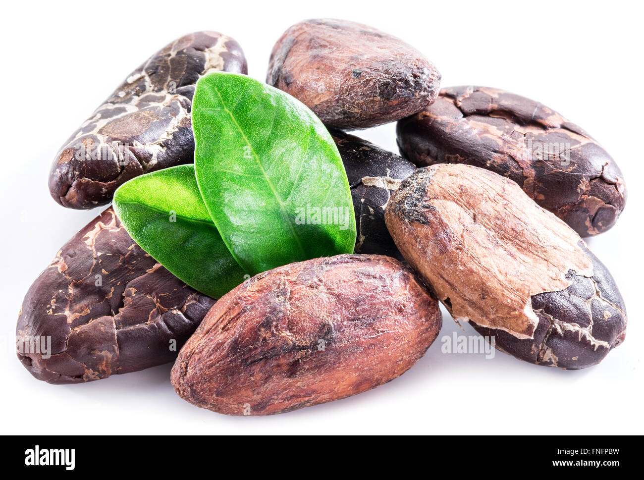 Cocoa beans isolated on a white background Stock Photo - Alamy