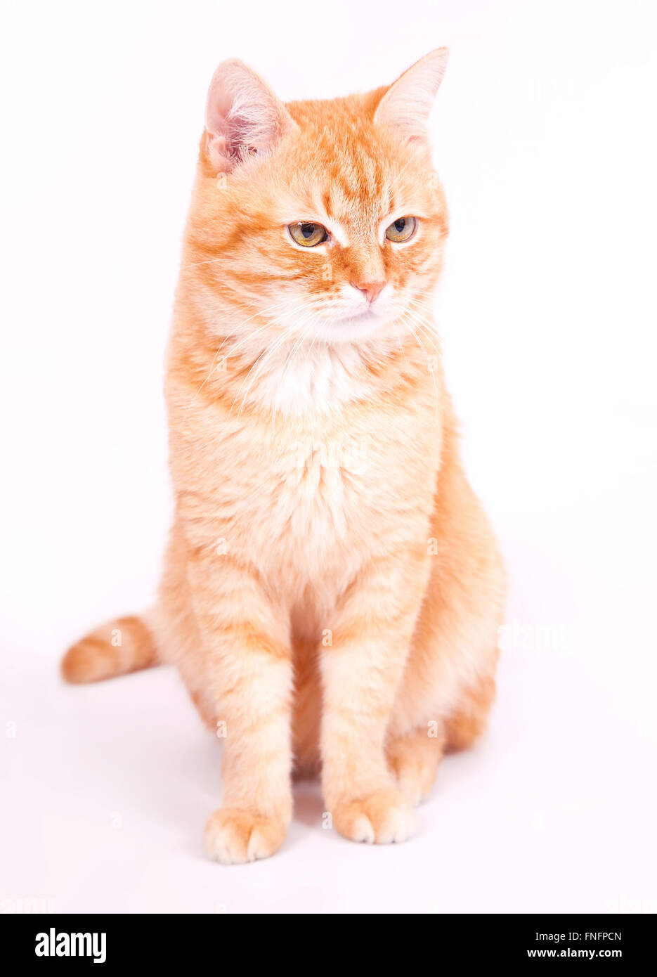 Red cat sitting on a white background Stock Photo - Alamy