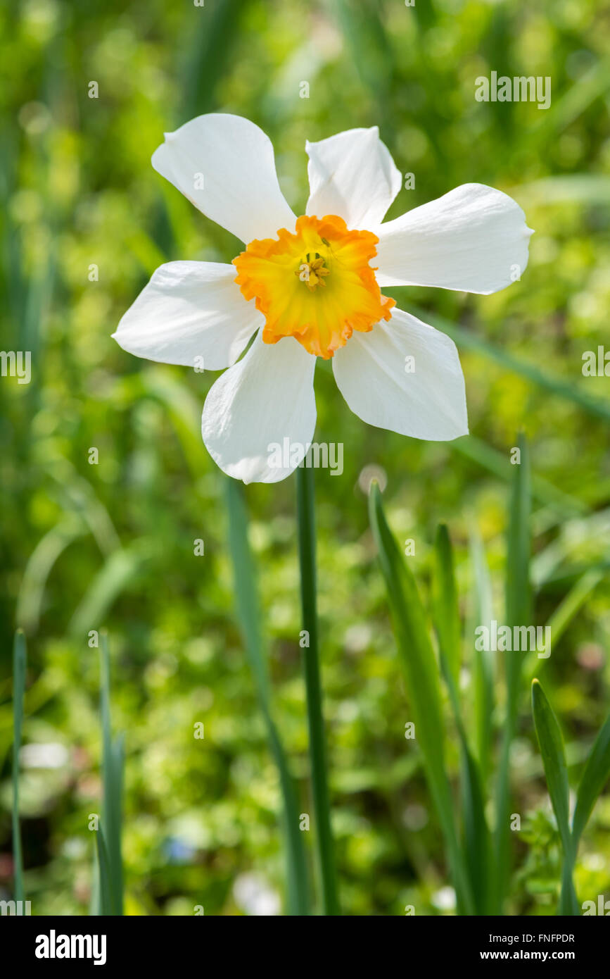 fresh spring flower in green grass Stock Photo - Alamy
