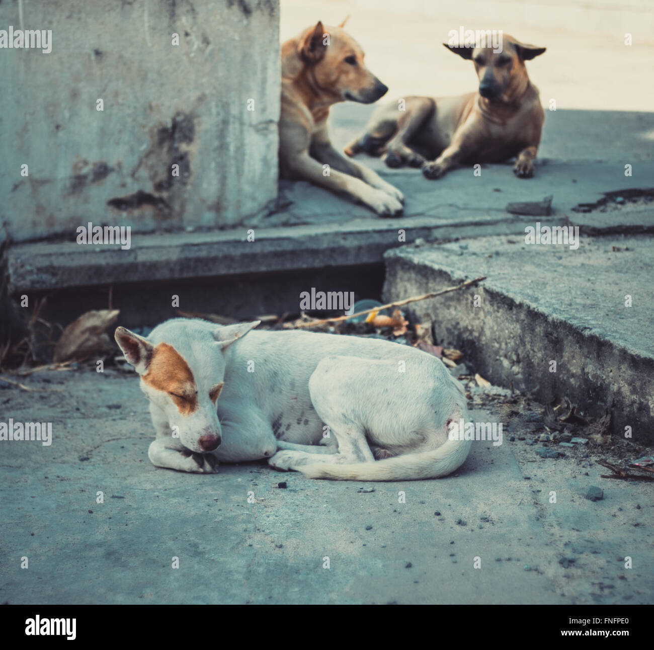 Thailand dogs hi-res stock photography and images - Alamy