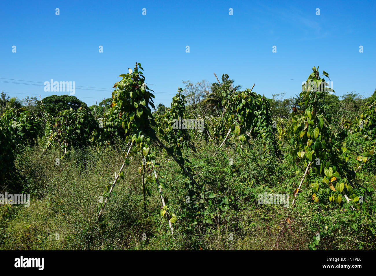 Yam plantation hi-res stock photography and images - Alamy