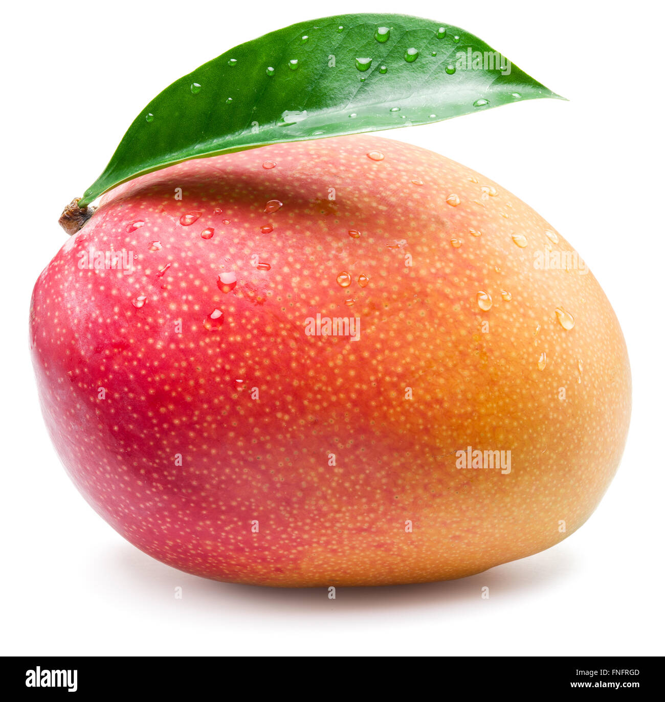 Mango fruit with water drops. Isolated on a white background Stock ...