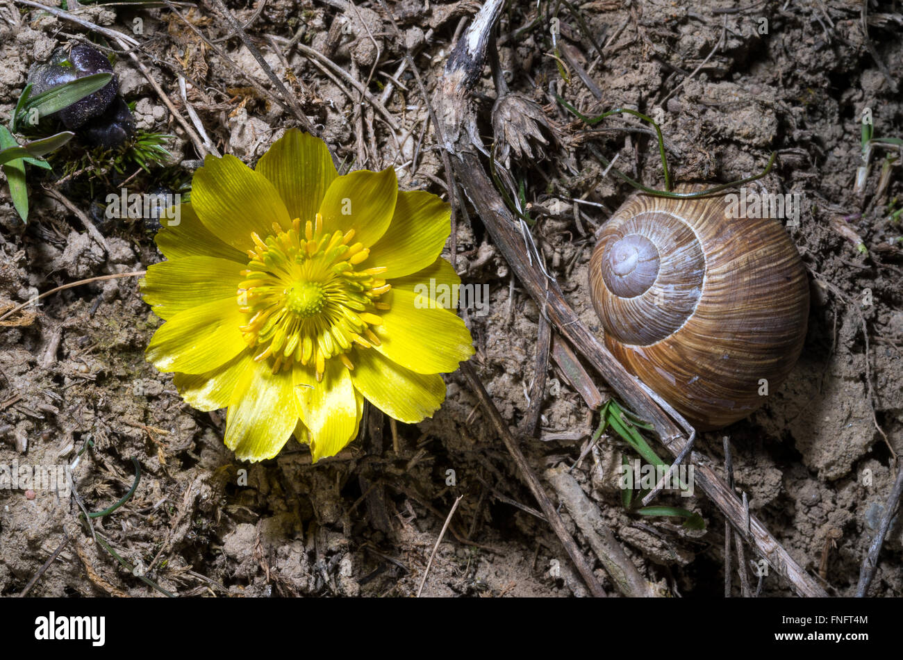 Lebus, Germany. 14th Mar, 2016. A spring adonis flowering next to empty ...