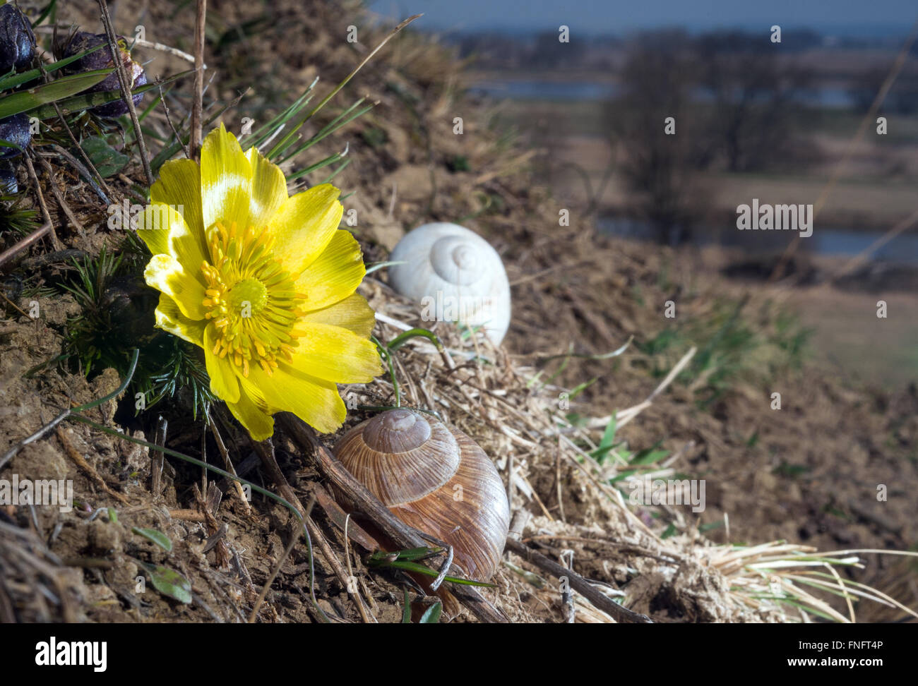 Lebus, Germany. 14th Mar, 2016. A spring adonis flowering next to empty ...