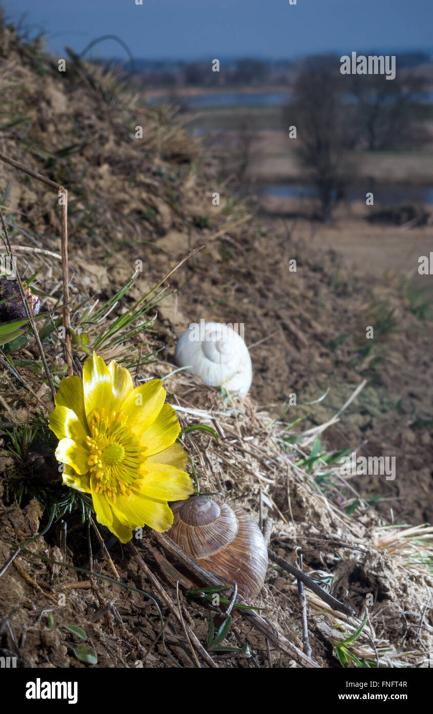 Lebus, Germany. 14th Mar, 2016. A spring adonis flowering next to empty ...