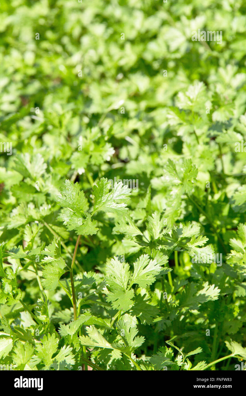 Cilantro branch hi-res stock photography and images - Alamy