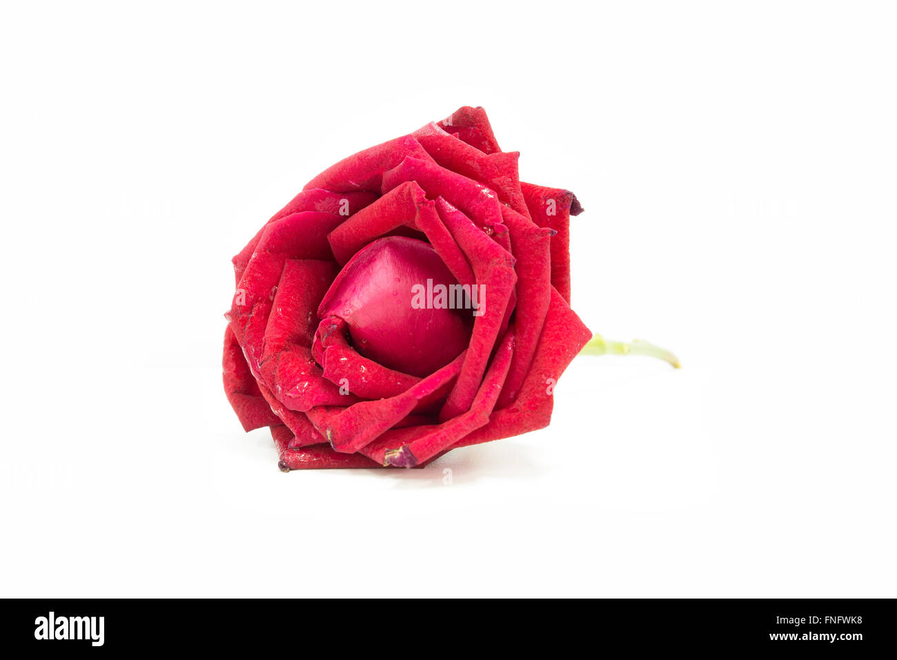 Red Rose isolated on white background Stock Photo - Alamy