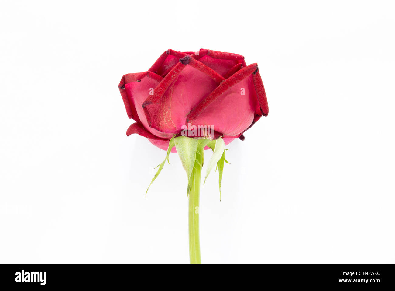 Red Rose isolated on white background Stock Photo - Alamy