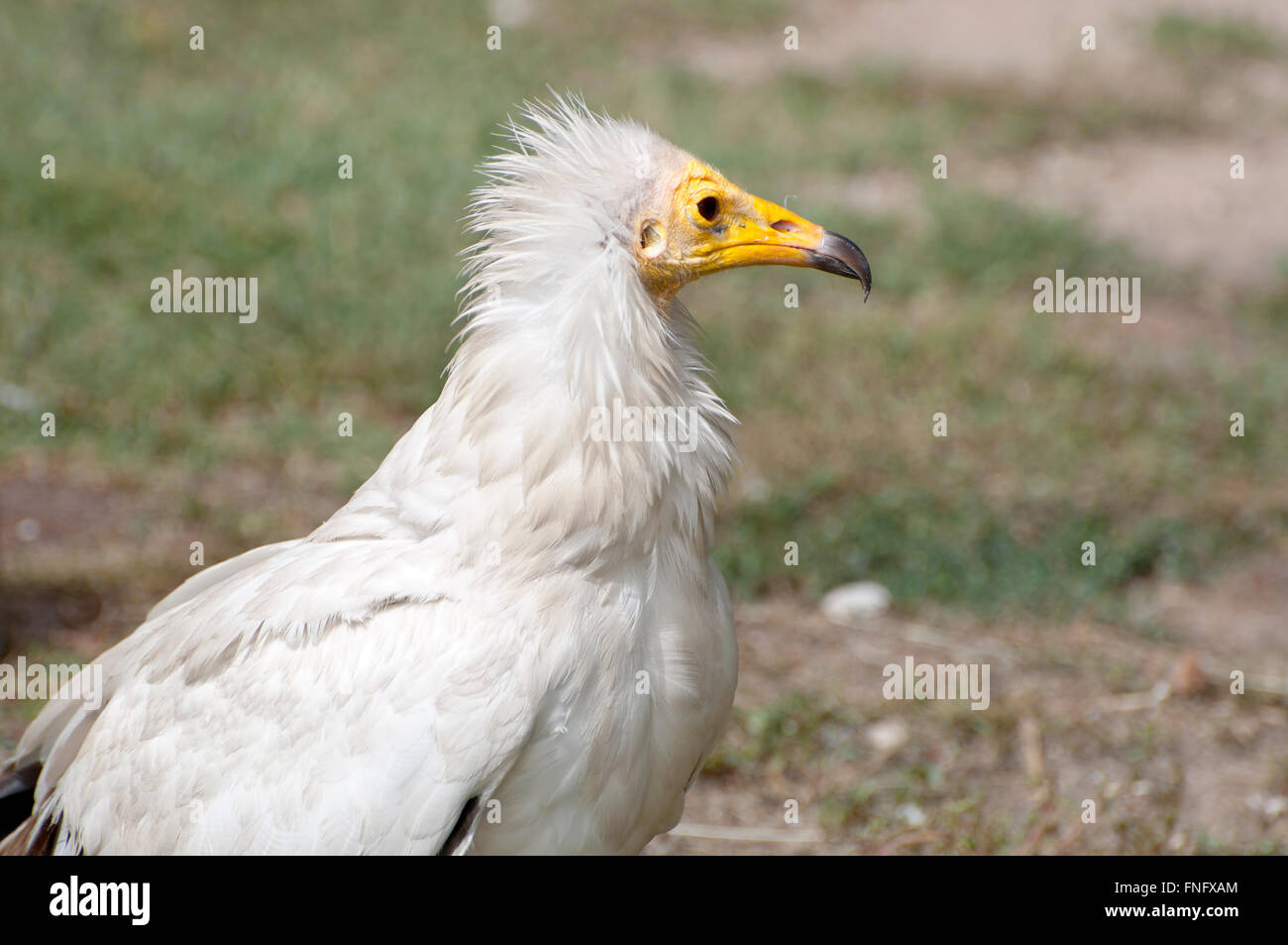 Egyptian Vulture, Neophron percnopterus. It is a small Old World ...