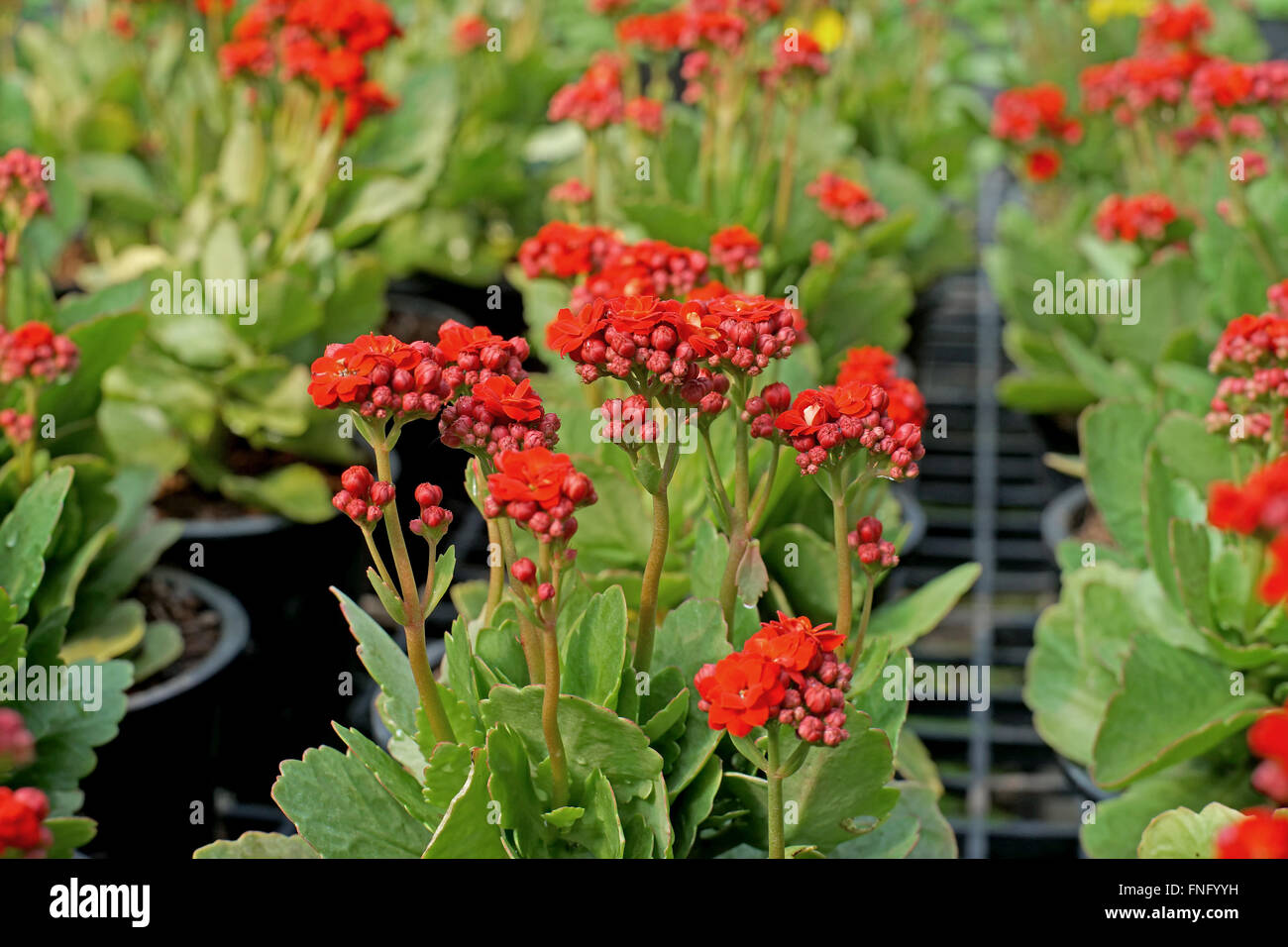 beautiful flaming katy or kalanchoe blossfeldiana flower Stock Photo ...