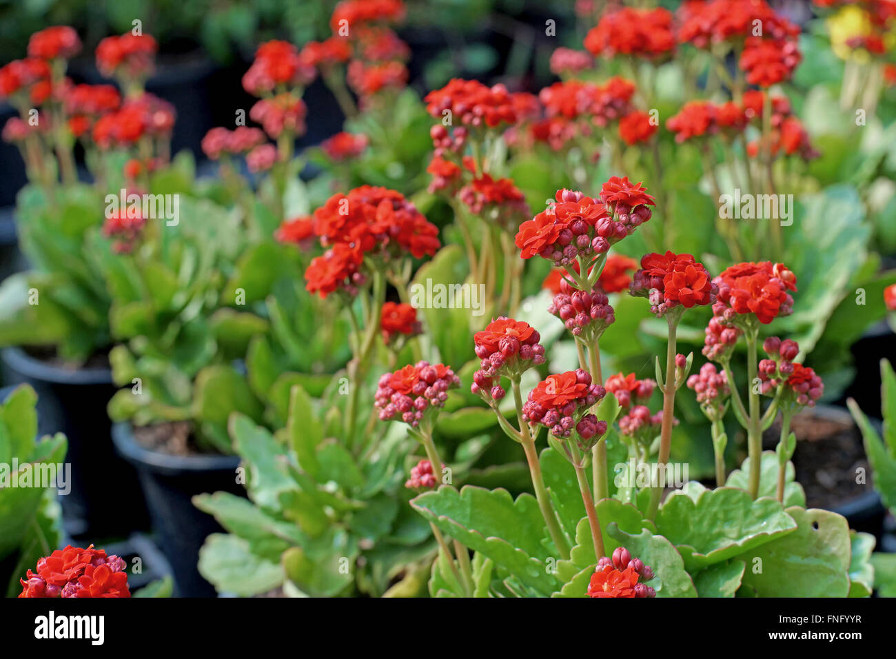 beautiful flaming katy or kalanchoe blossfeldiana flower Stock Photo ...