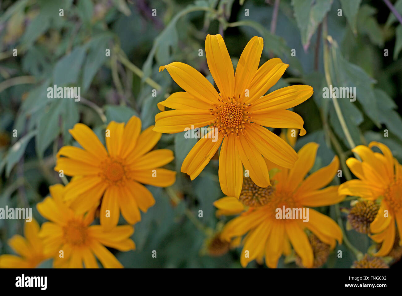 Mexican bouquet hi-res stock photography and images - Alamy