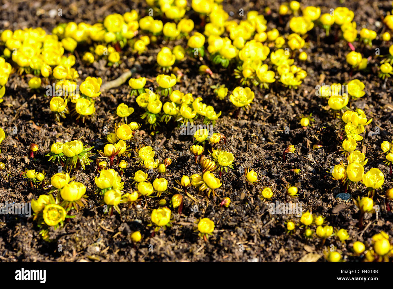 A collection of bright yellow Eranthis hyemalis, commonly known as ...