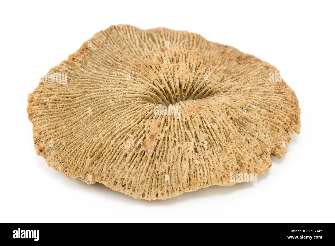 Formation of fossilized hi-res stock photography and images - Alamy