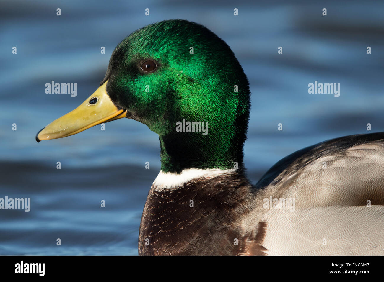 English mallard hi-res stock photography and images - Alamy