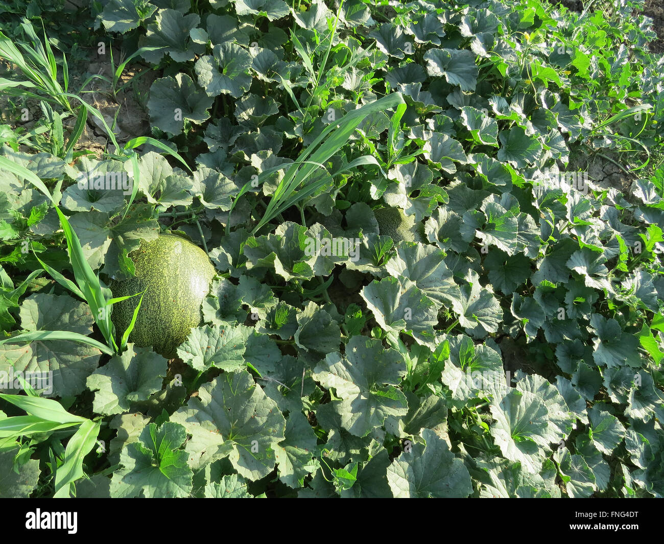 The growing melon in the field. Cultivation of melon cultures Stock ...