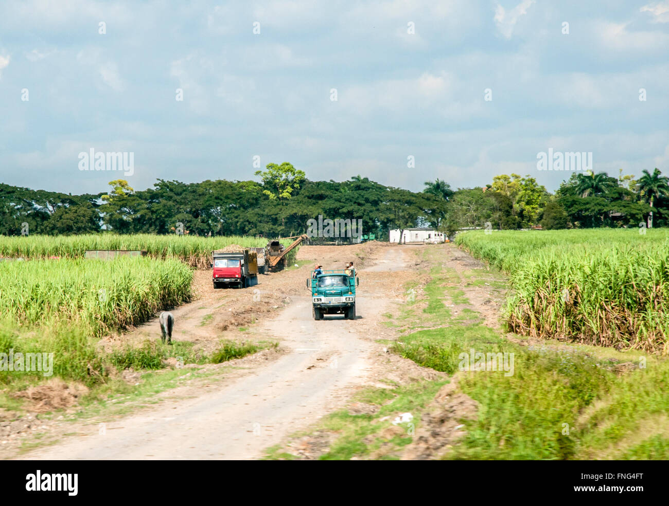 Cuba Sugar Field High Resolution Stock Photography and Images - Alamy